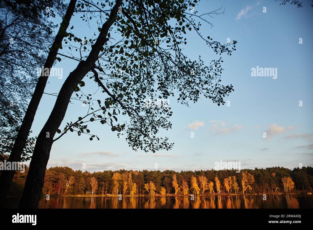Autumn landscape. The tree fell into the water Stock Photo - Alamy