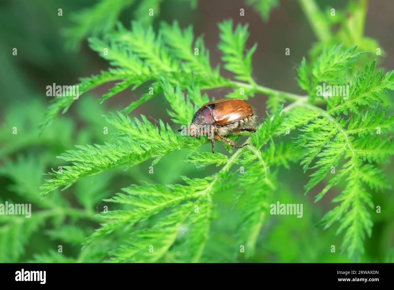 Coleoptera Chrysomelidae insects, North China Stock Photo - Alamy
