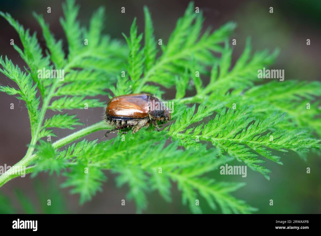 Coleoptera Chrysomelidae insects, North China Stock Photo - Alamy