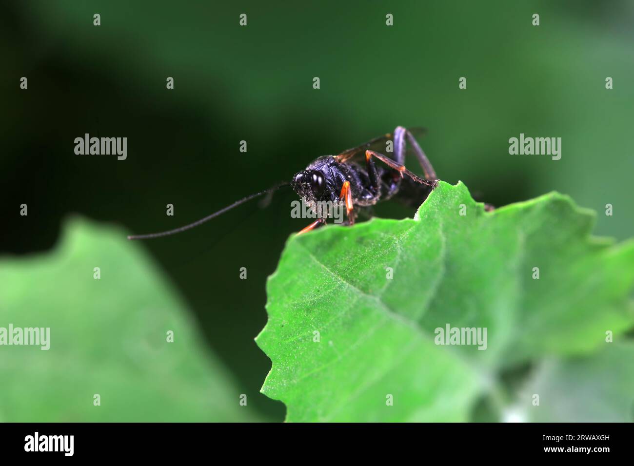 Bee insects in the wild, North China Stock Photo - Alamy