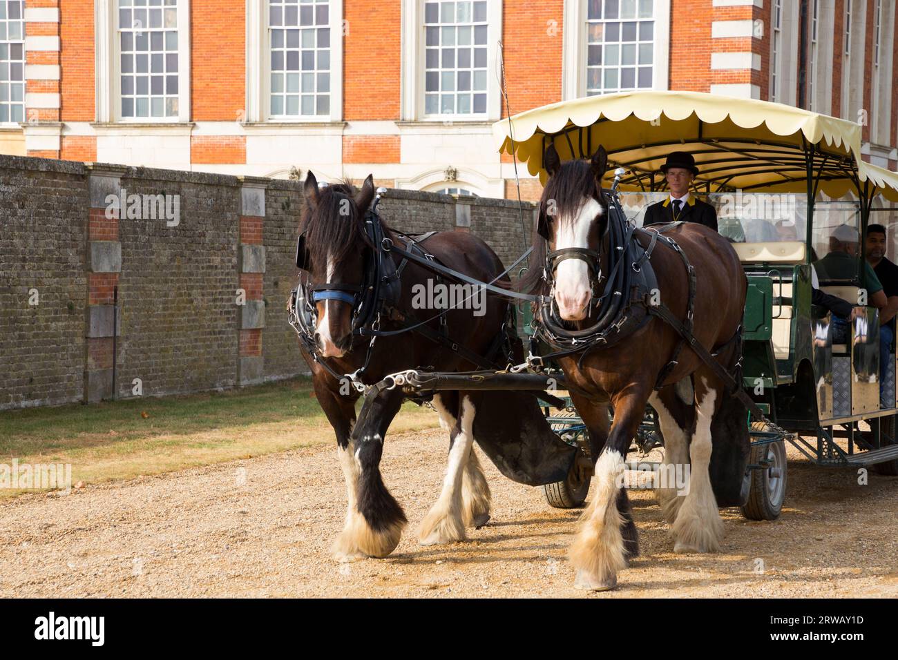 Pair of Shire horses pulling a carriage tourist party of tourists ...