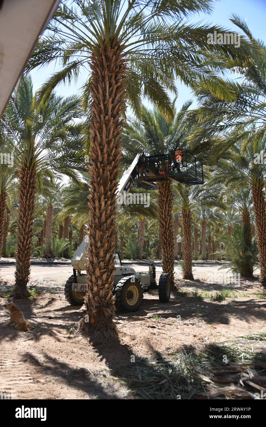 Yuma, AZ USA. 3/14/2023. Martha’s Gardens Medjool Date Farm was founded ...