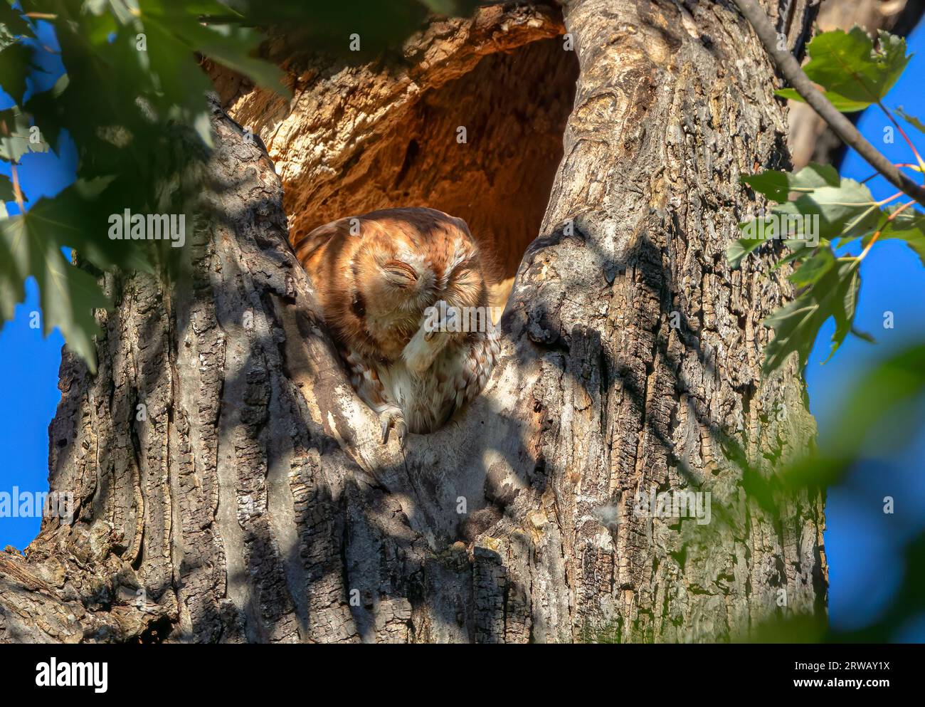 Eastern Red morph screech owl cleaning its feet from his nest in tree ...