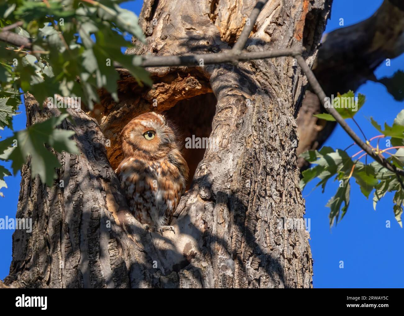 Eastern Red morph screech owl peering out of his nest high up in a tree ...