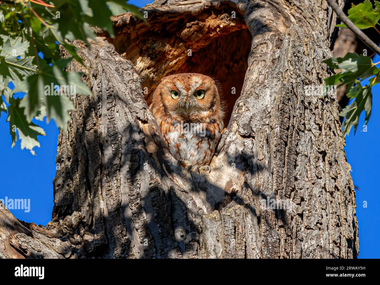 Eastern Red morph screech owl peering out of his nest high up in a tree ...