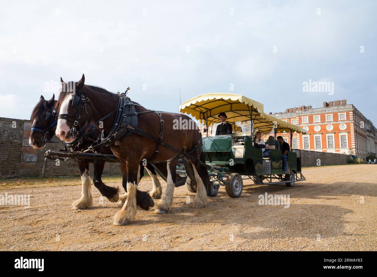 Pair of Shire horses pulling a carriage tourist party of tourists ...