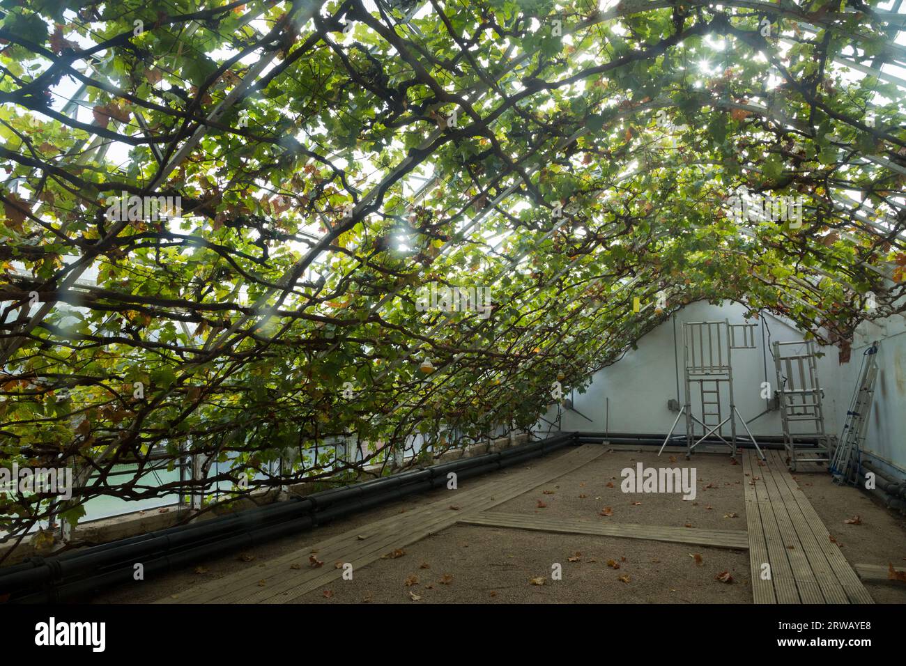 Grape vine uk hi-res stock photography and images - Alamy