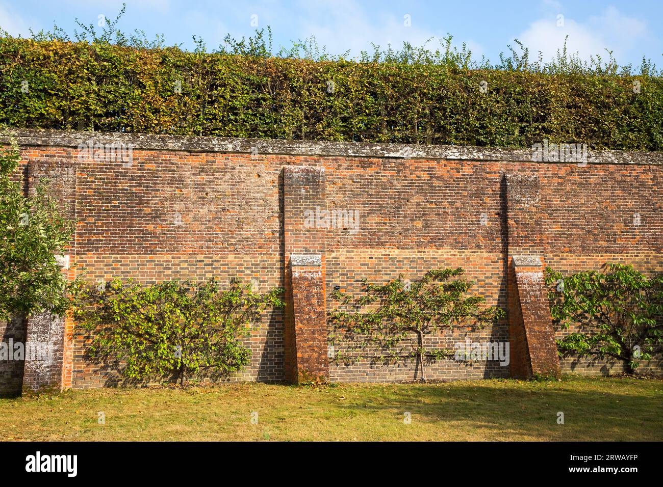 High / tall red brick wall (of the Privy Garden) with espaliered fruit ...