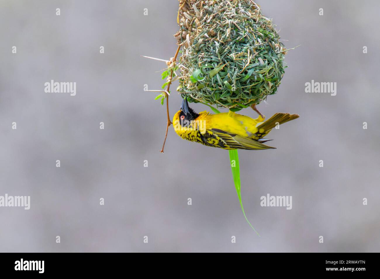 Weaver bird building nest hi-res stock photography and images - Alamy