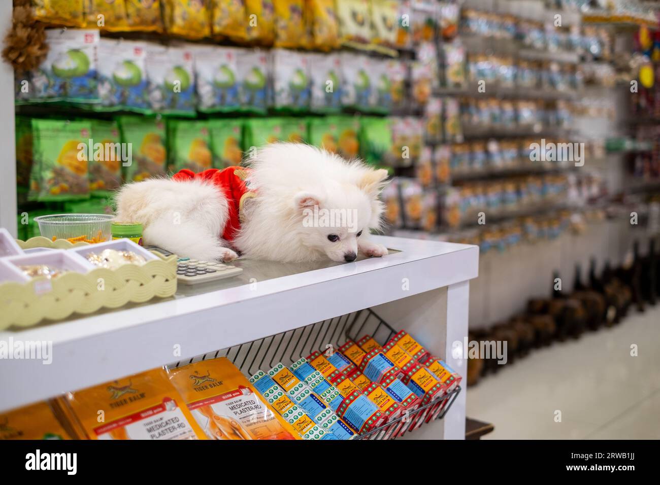 White-haired dog on the shop counter Stock Photo - Alamy