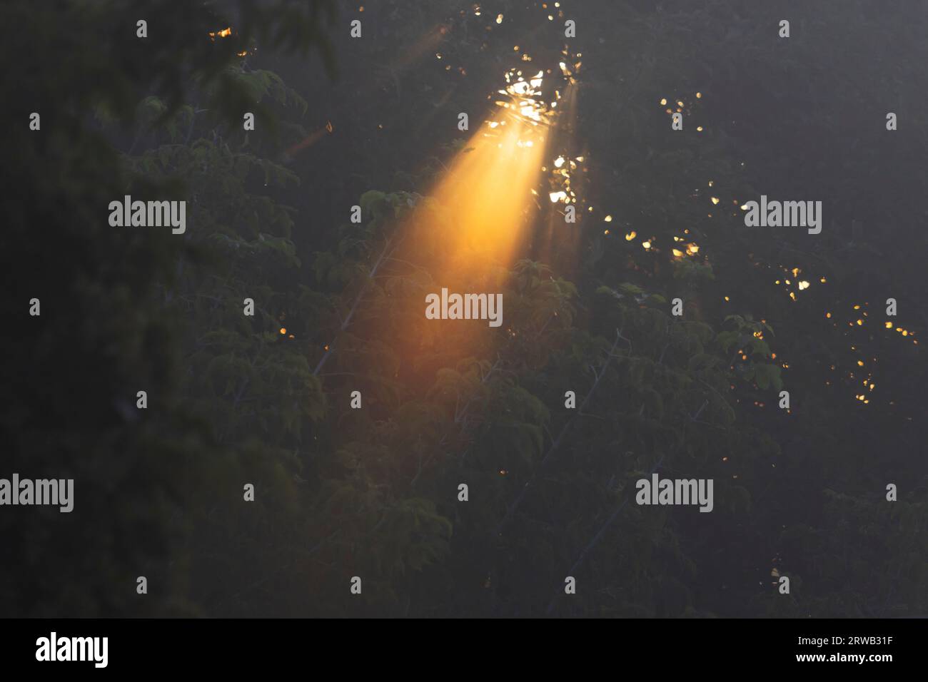 first ray of sun shines through the treetops Stock Photo - Alamy