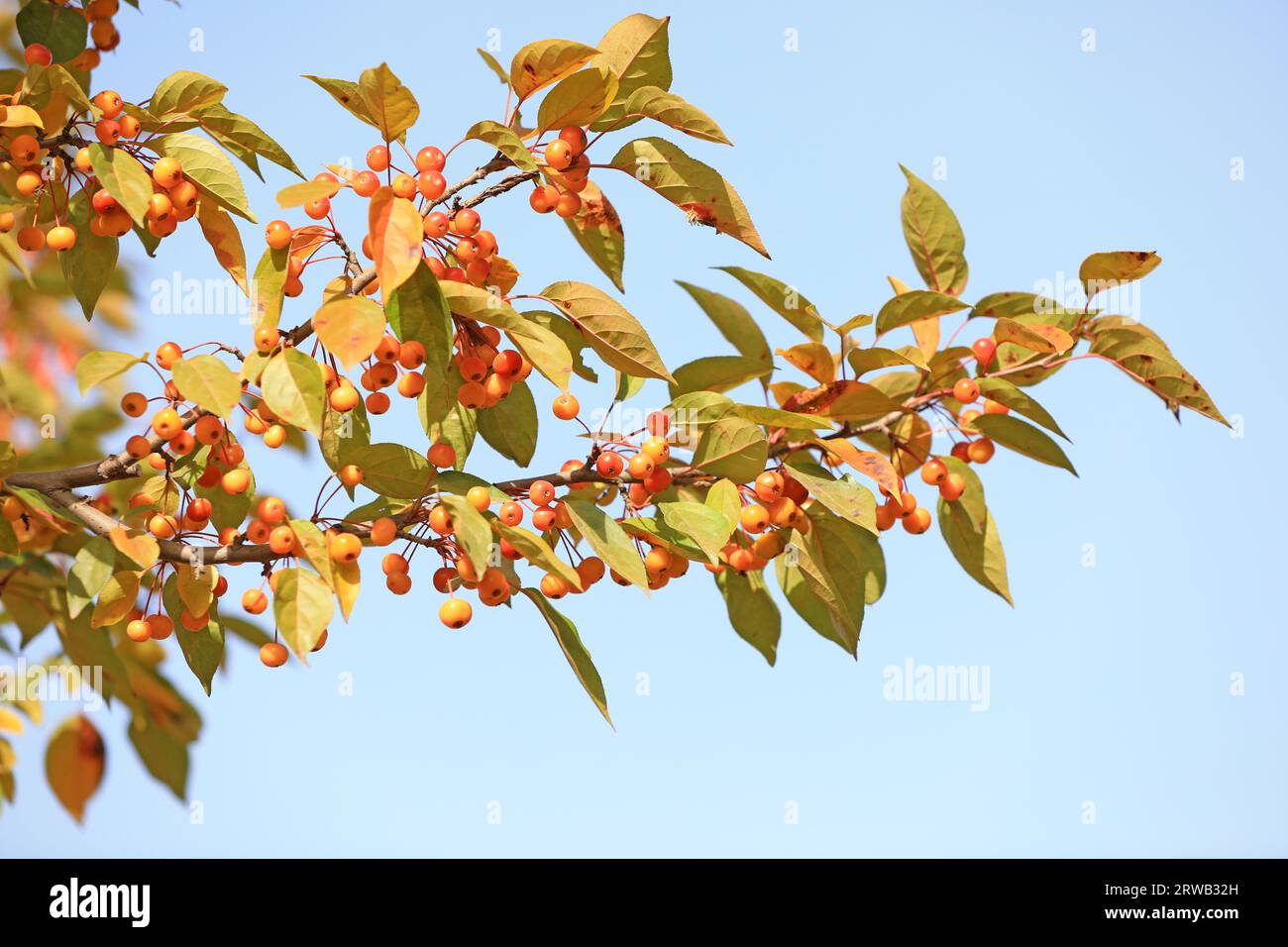 Begonia fruit on branches, North China Stock Photo - Alamy
