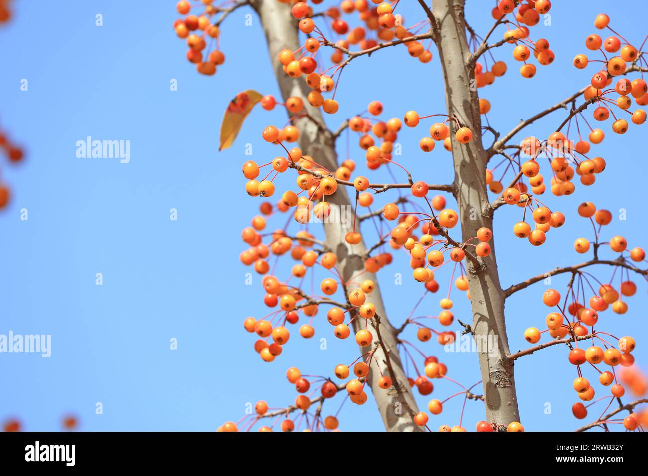 Begonia fruit on branches, North China Stock Photo - Alamy