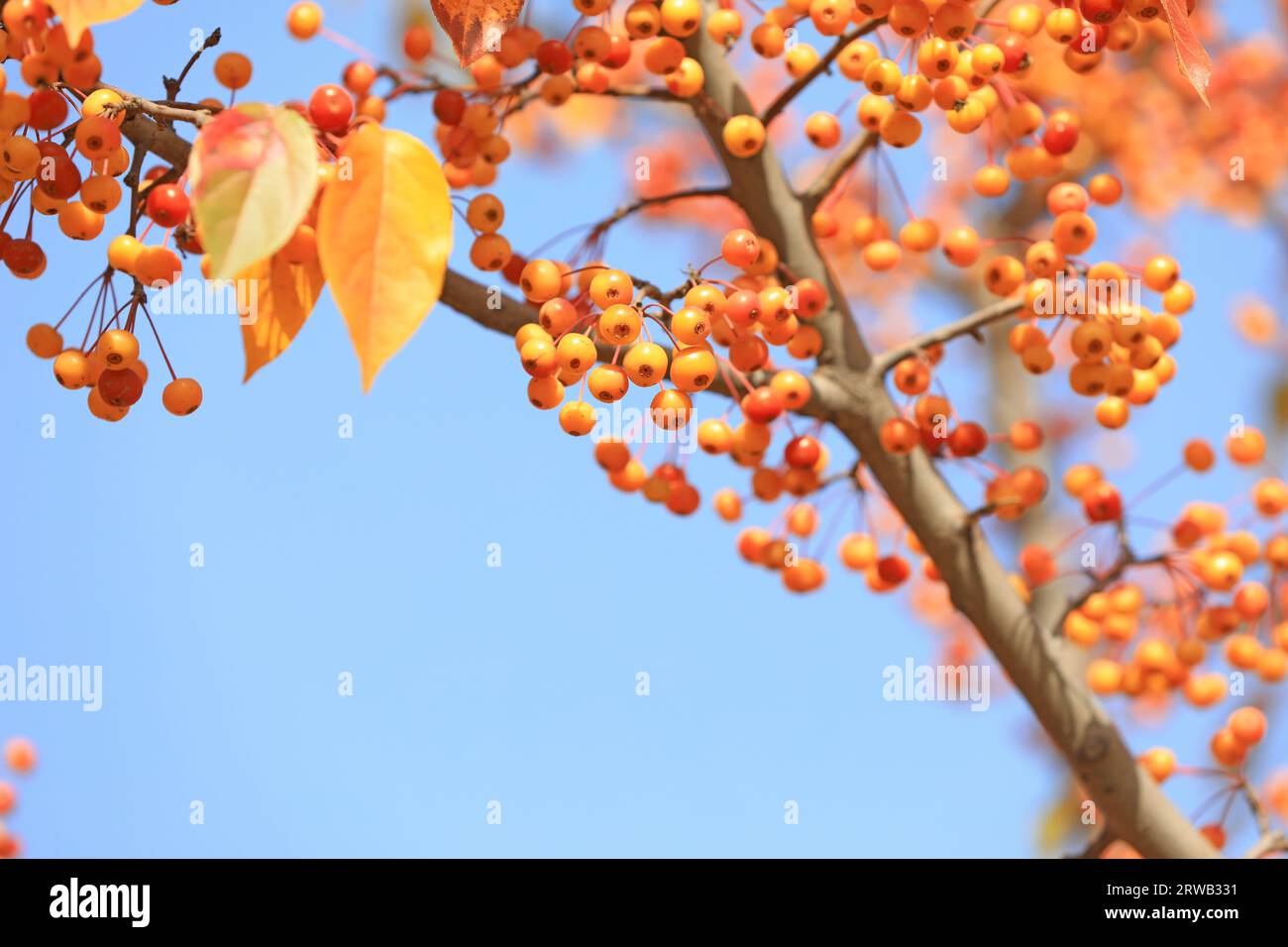 Begonia fruit on branches, North China Stock Photo - Alamy