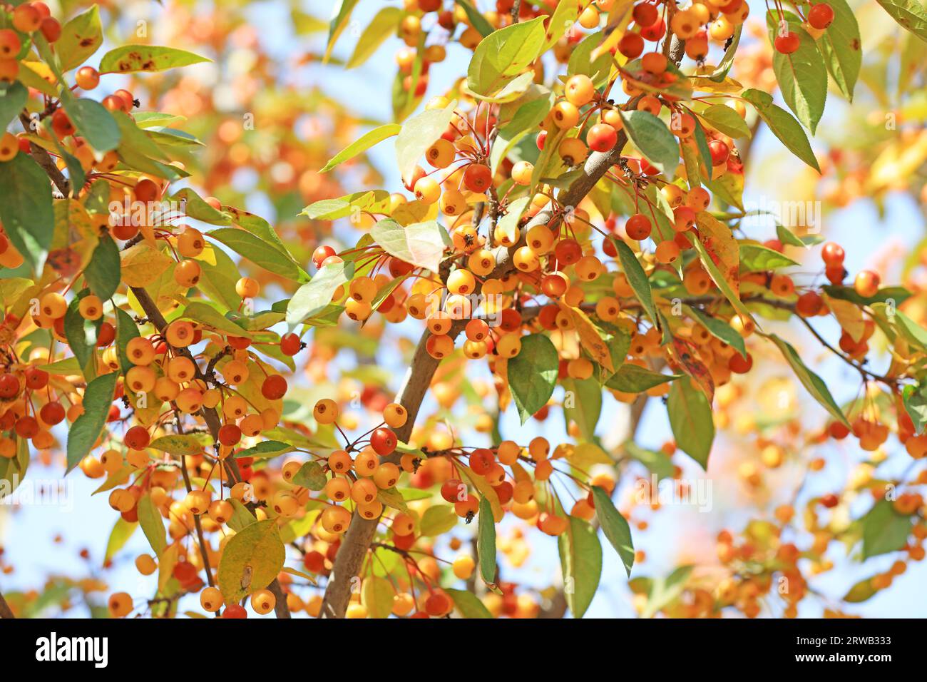 Begonia fruit on branches, North China Stock Photo - Alamy