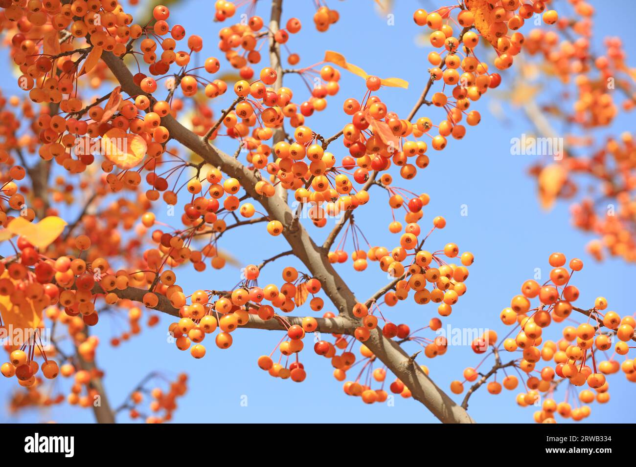 Begonia fruit on branches, North China Stock Photo - Alamy