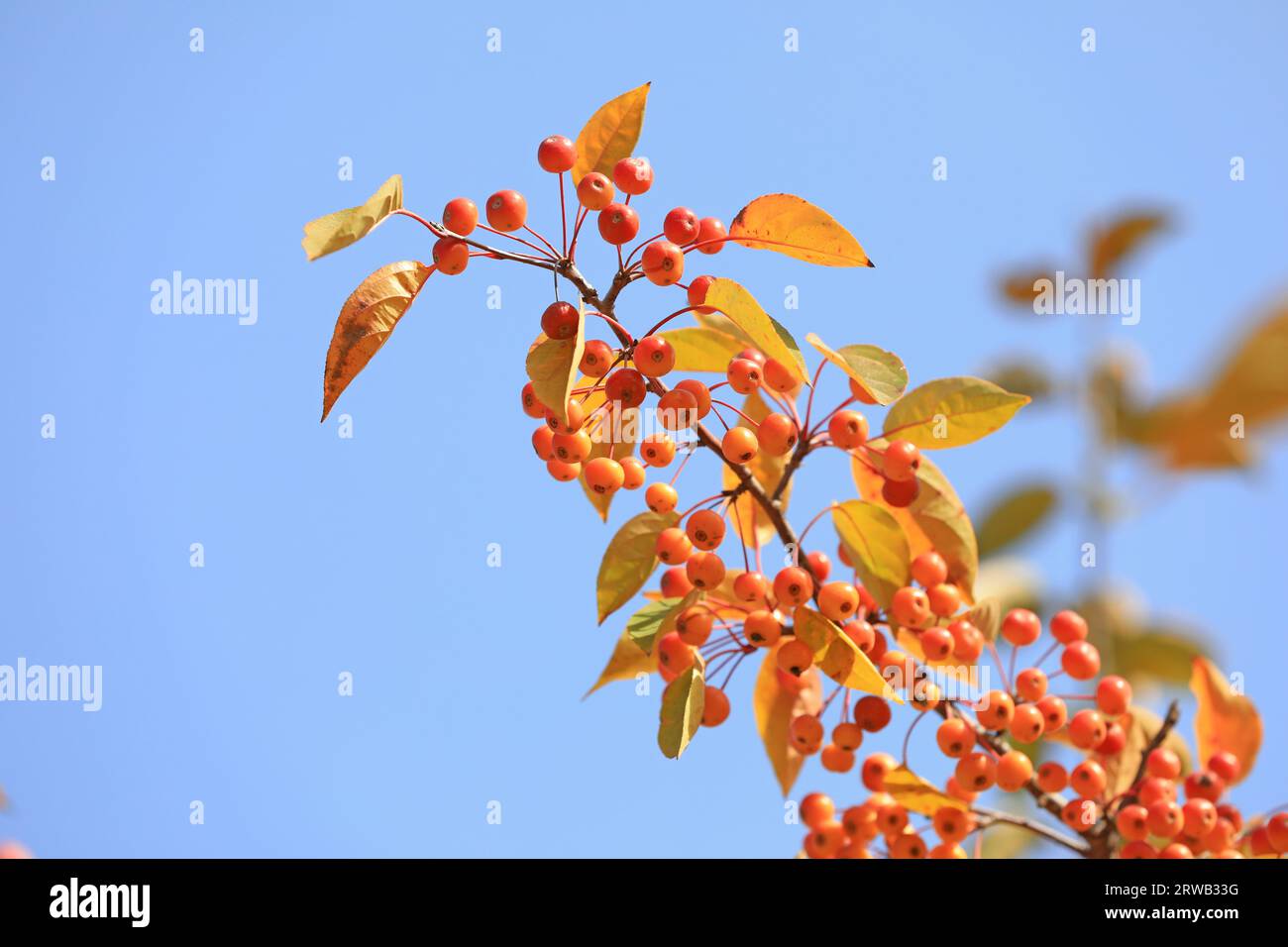 Begonia fruit on branches, North China Stock Photo - Alamy