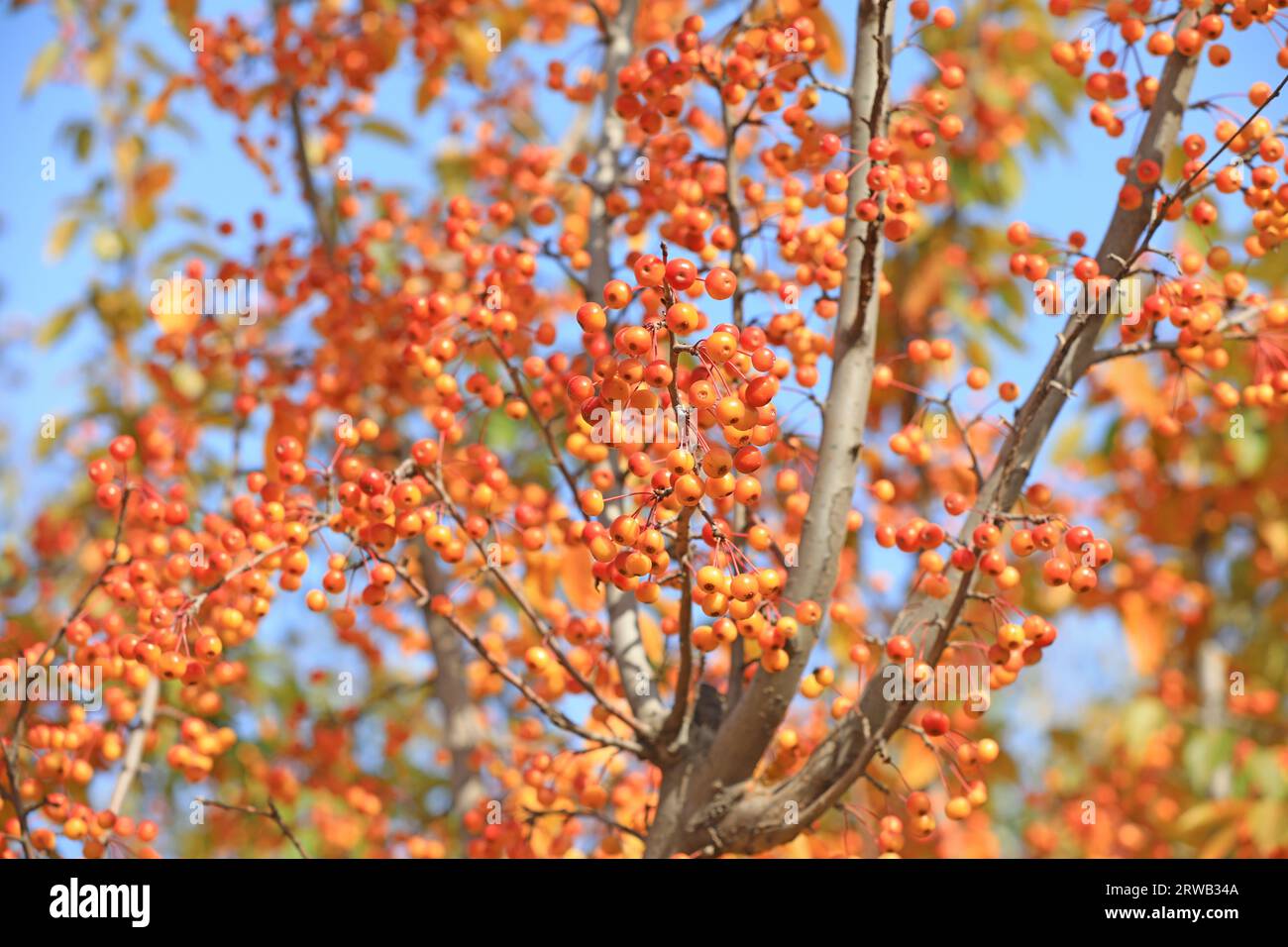 Begonia fruit on branches, North China Stock Photo - Alamy
