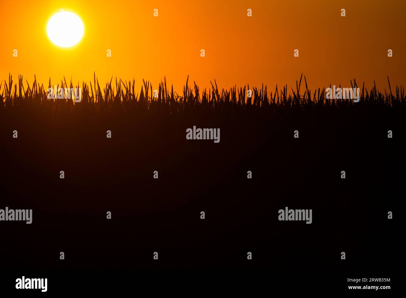 Summer sun rising over hi-res stock photography and images - Alamy