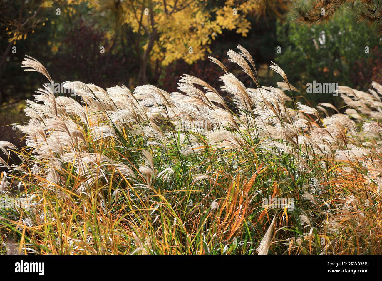 Reed flowers in the wild, China Stock Photo - Alamy