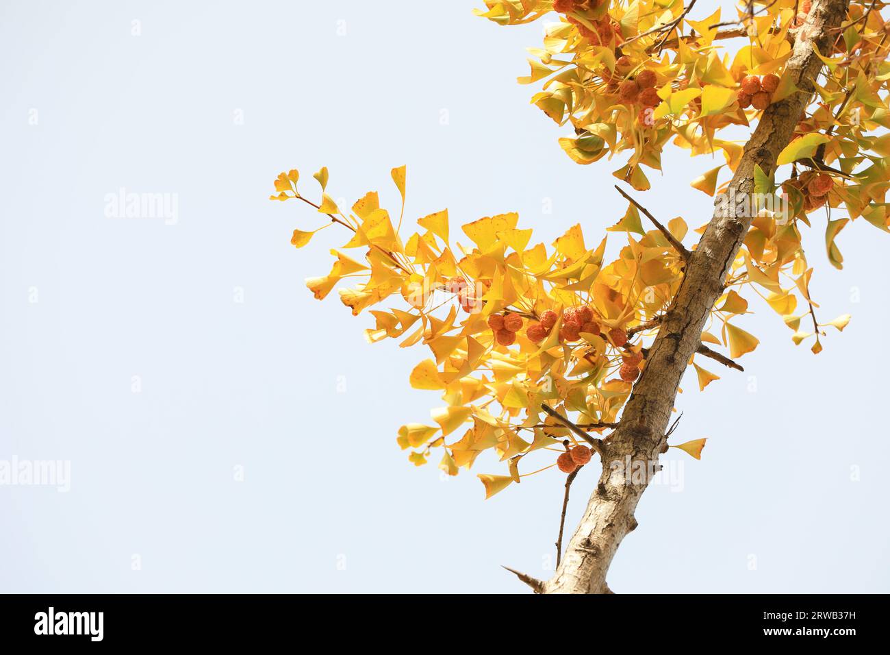 Ginkgo biloba, a Chinese medicinal plant Stock Photo - Alamy