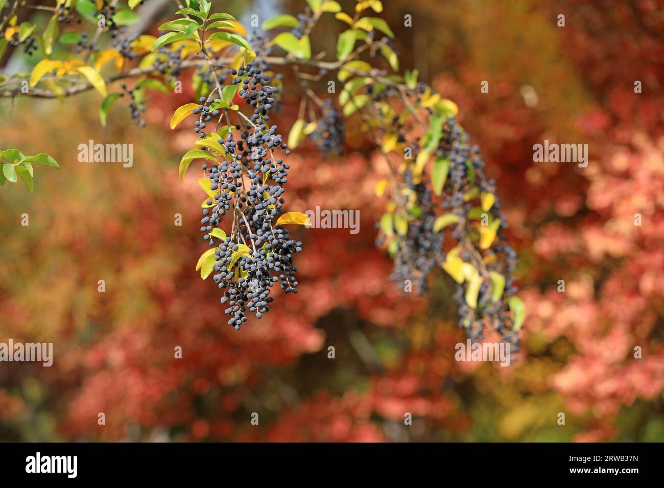 Fruit of Ligustrum lucidum, a Chinese medicinal plant Stock Photo - Alamy