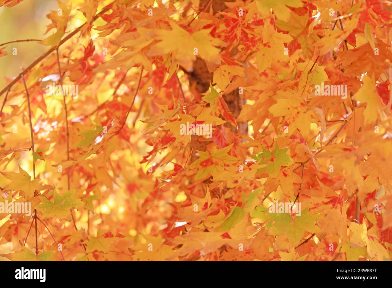 Chinese medicinal plant -- maple, North China Stock Photo - Alamy