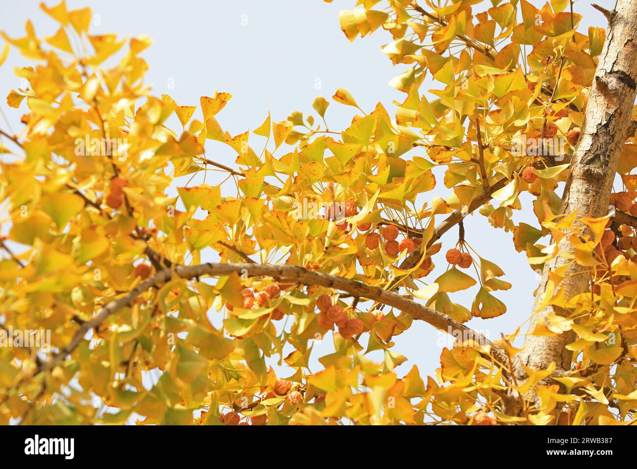 Ginkgo biloba, a Chinese medicinal plant Stock Photo - Alamy
