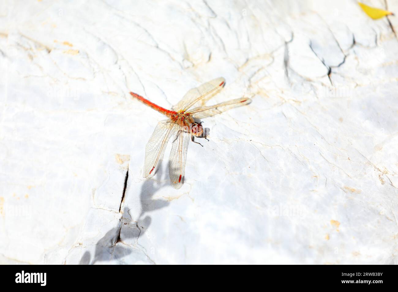 Dragonfly rest hi-res stock photography and images - Alamy