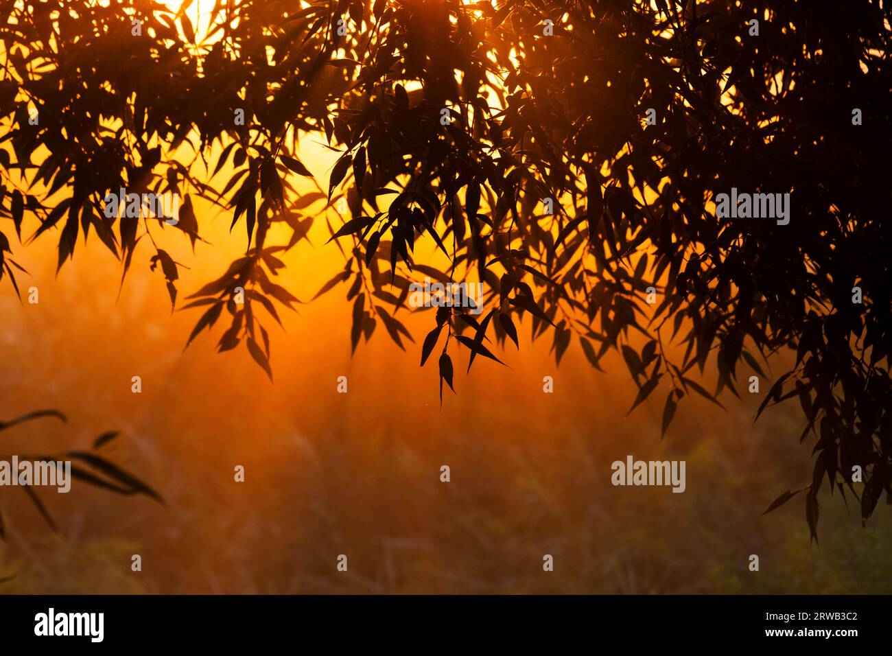 rising rays of the sun break through the trees Stock Photo - Alamy
