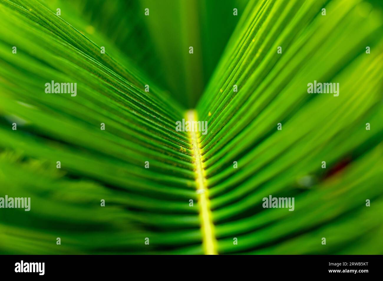 All the Leaves almost always have determinate growth. They grow to a ...