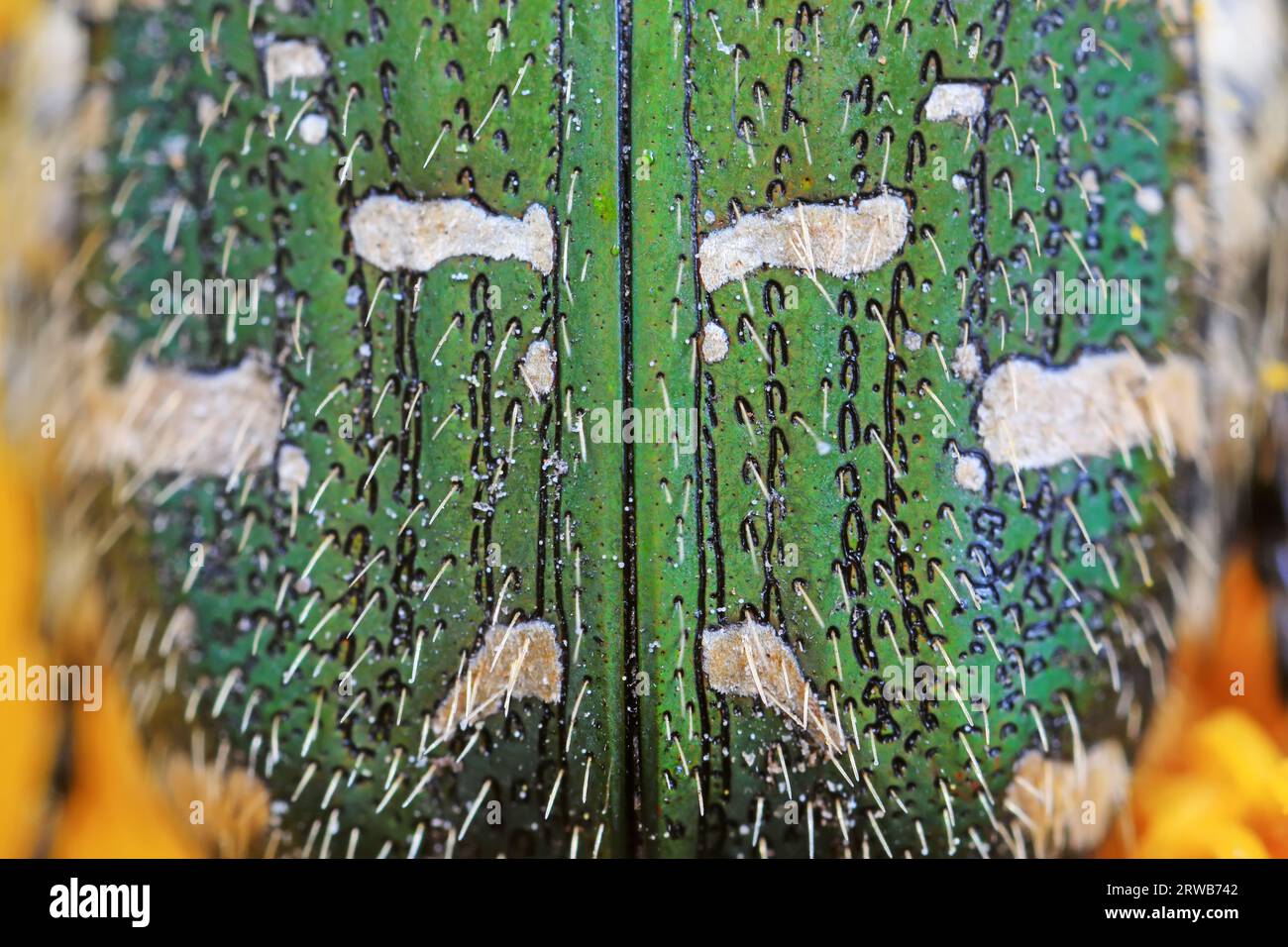 Insects closeup hi-res stock photography and images - Alamy