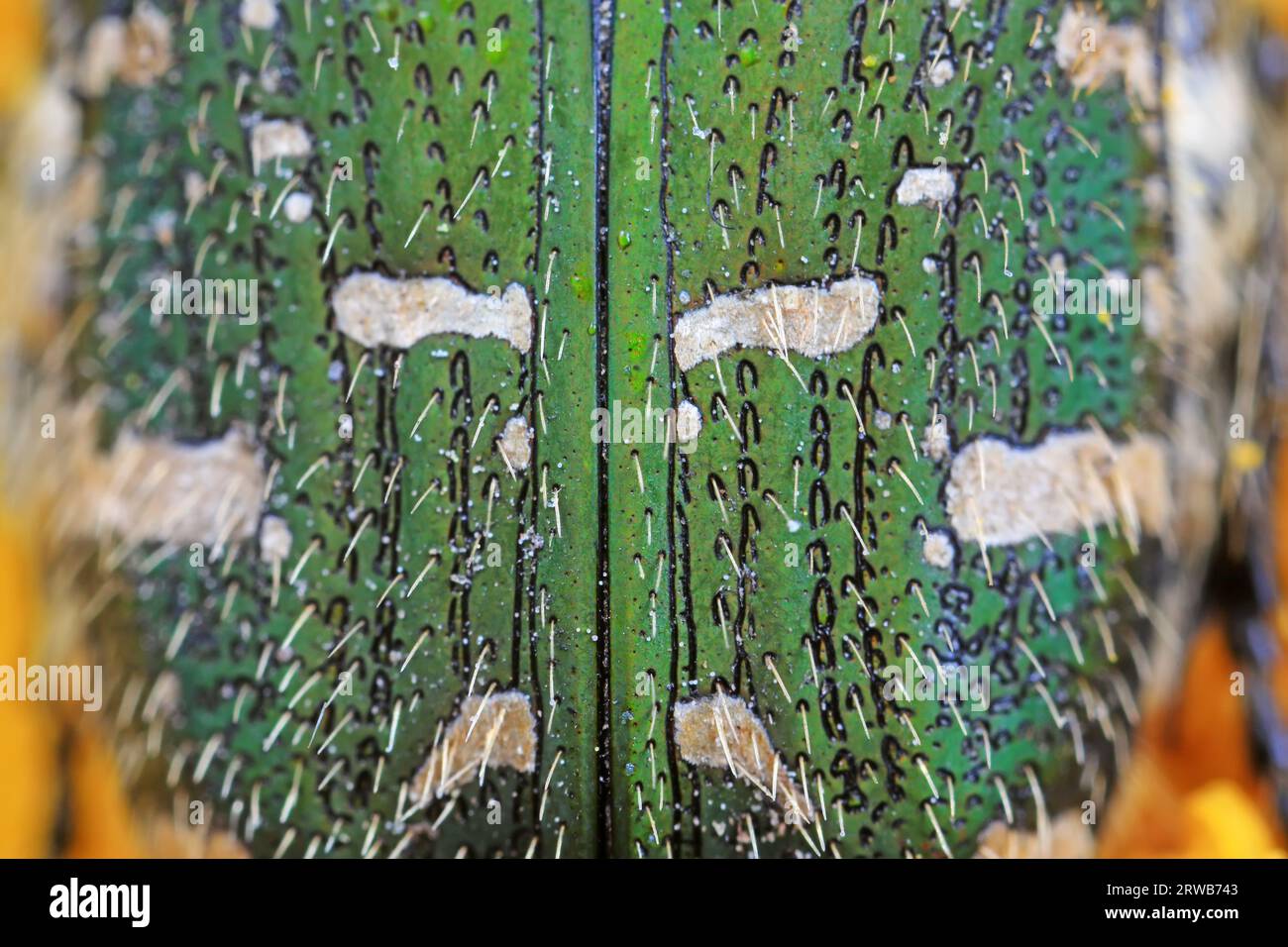back of coleoptera insects, closeup of photo Stock Photo - Alamy