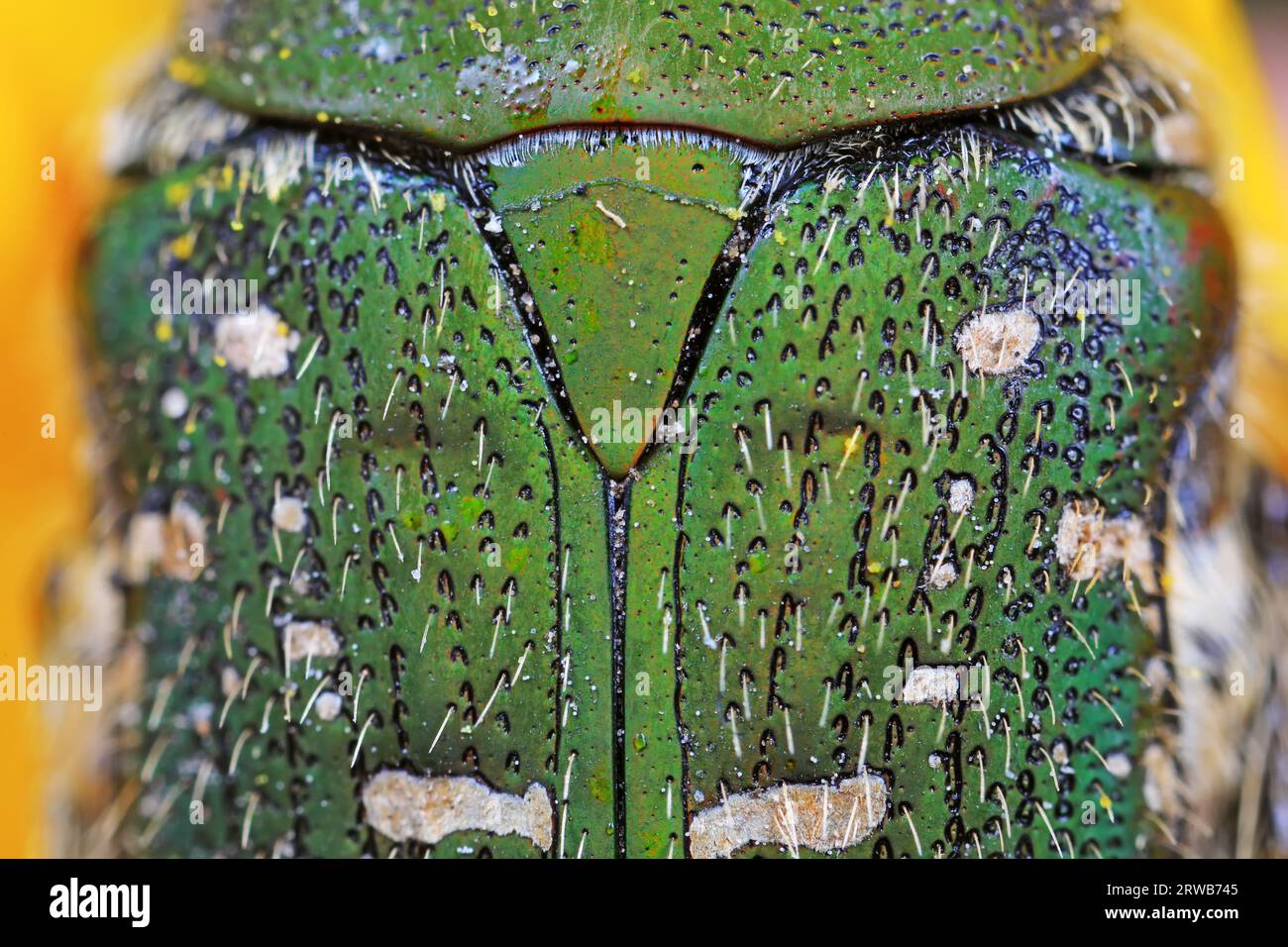 back of coleoptera insects, closeup of photo Stock Photo - Alamy