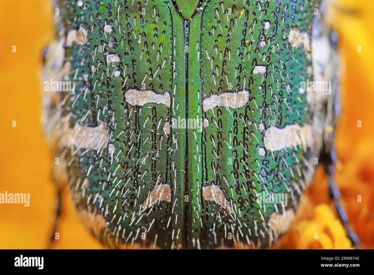 back of coleoptera insects, closeup of photo Stock Photo - Alamy