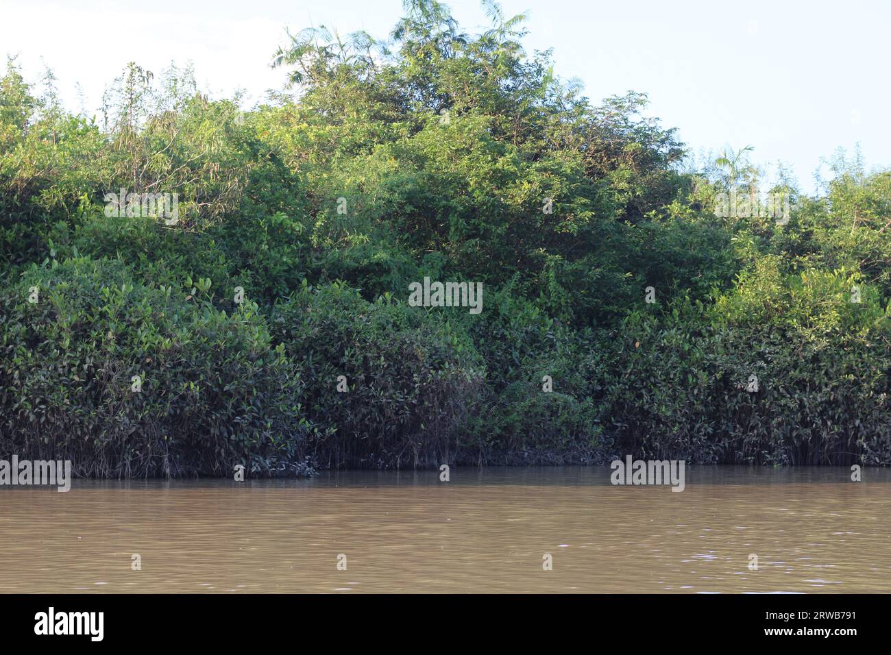 Top view mangrove forest hi-res stock photography and images - Alamy