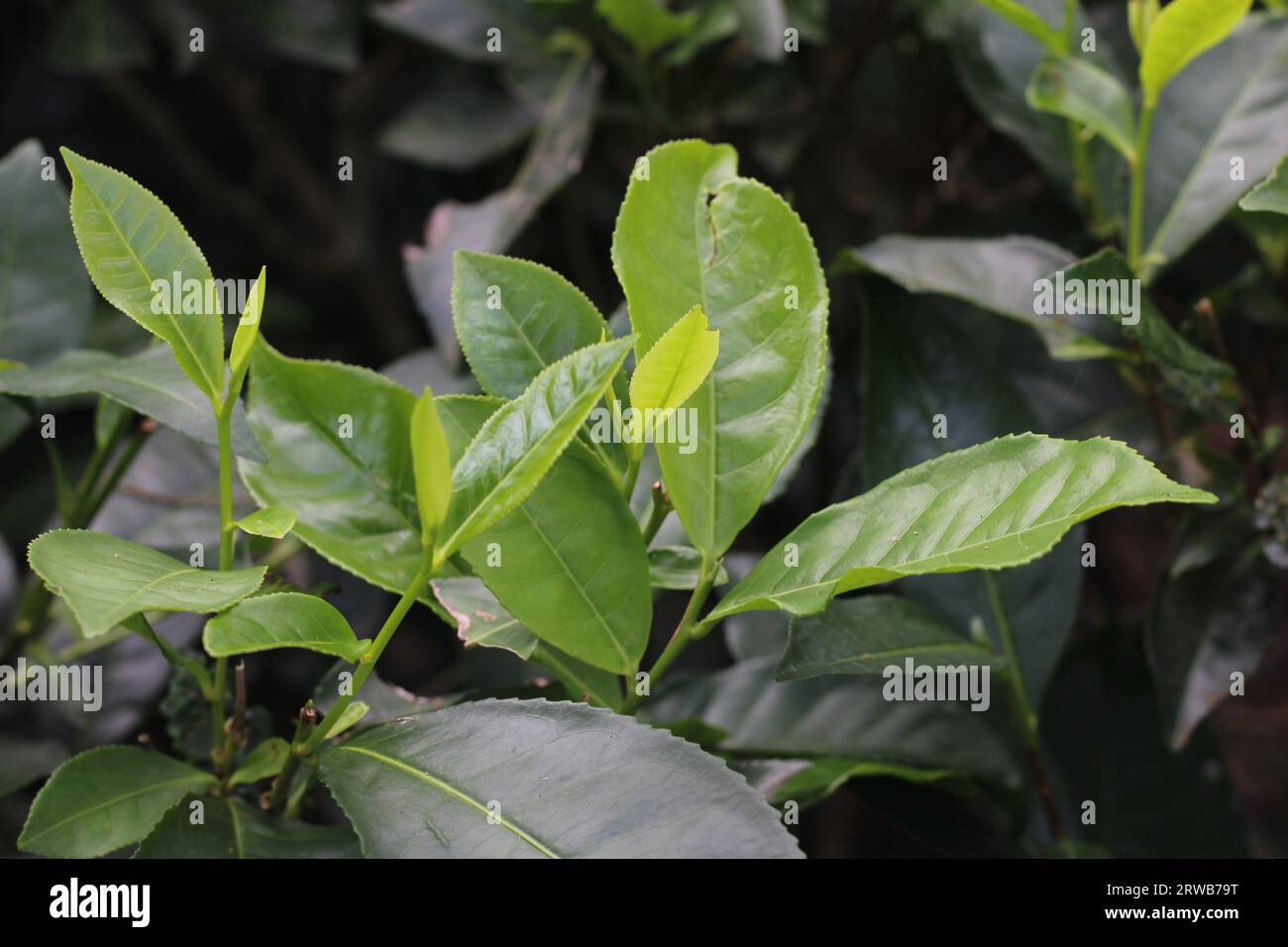 Garden tea tree hi-res stock photography and images - Alamy