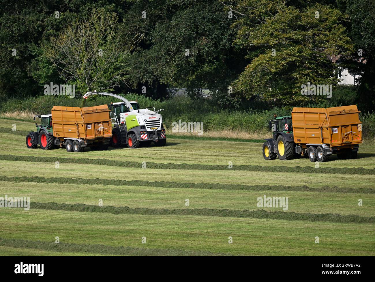 A large green tractor with a yellow trailer being filled with silage in ...