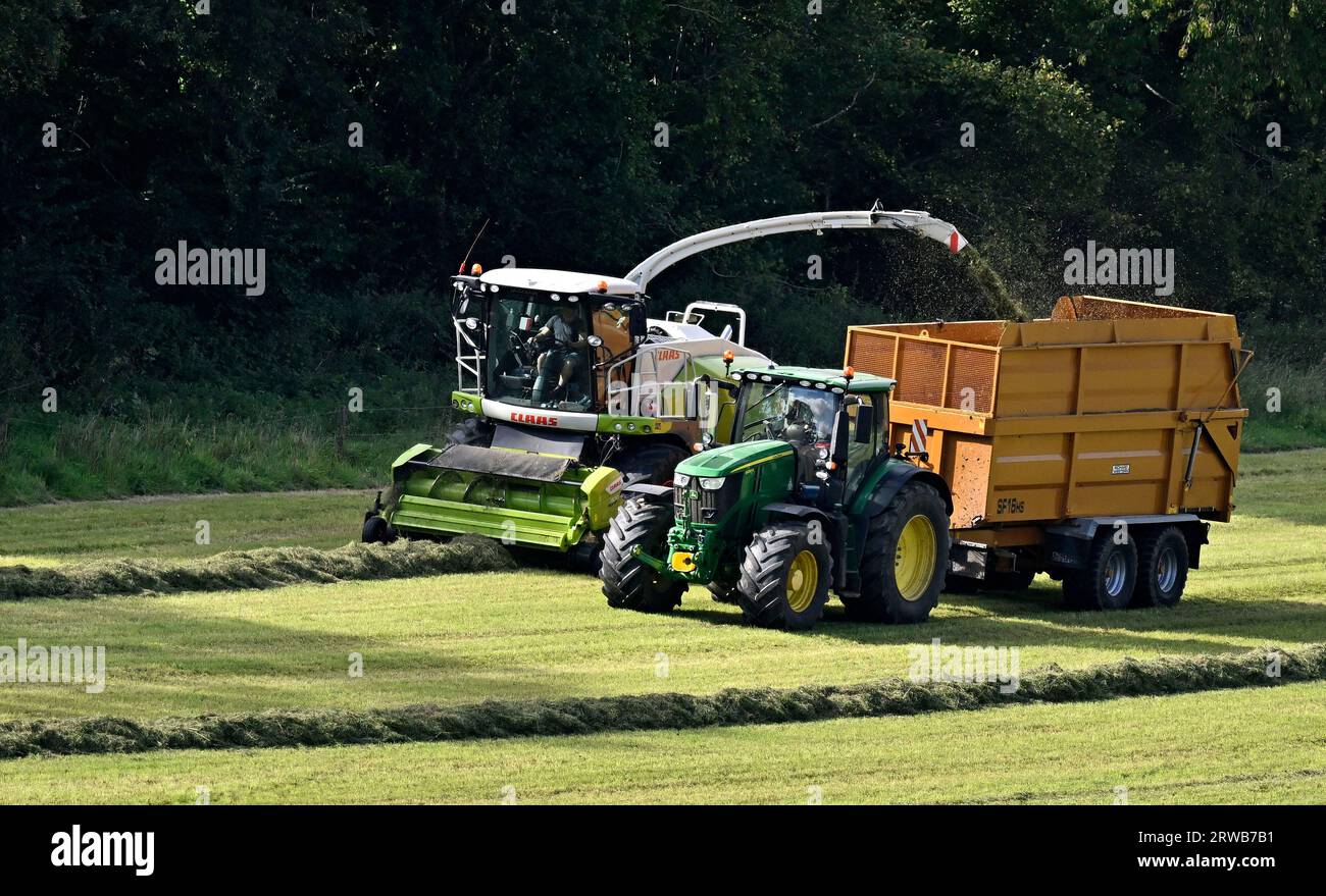 A large green tractor with a yellow trailer being filled with silage in ...