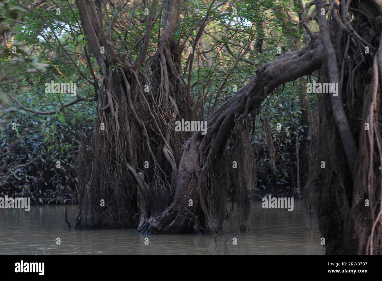 Mangrove exploration hi-res stock photography and images - Alamy