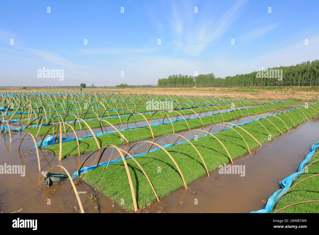 Rice seedbeds are on a farm in North China Stock Photo - Alamy