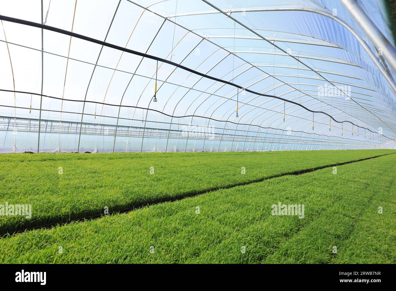 Close up rice field china hi-res stock photography and images - Alamy