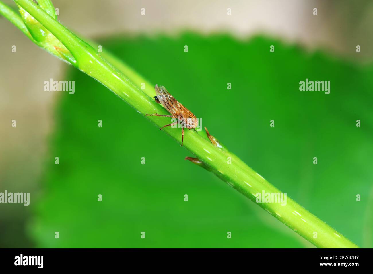 Leaf cicada on wild plants, North China Stock Photo - Alamy