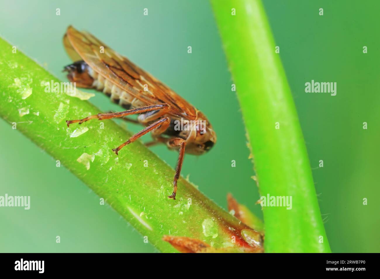 Leaf cicada on wild plants, North China Stock Photo - Alamy