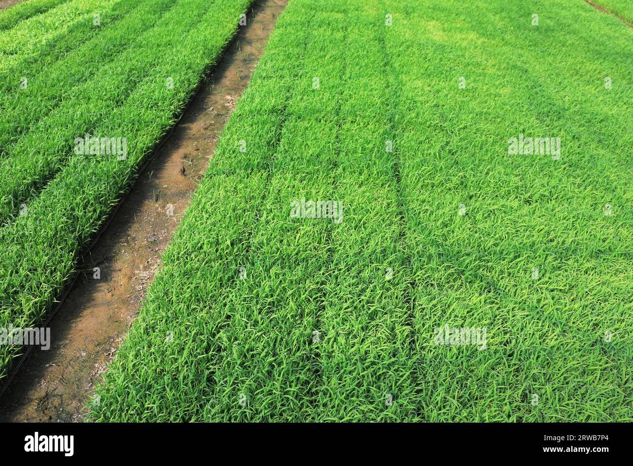 Rice seedbeds are on a farm in North China Stock Photo - Alamy