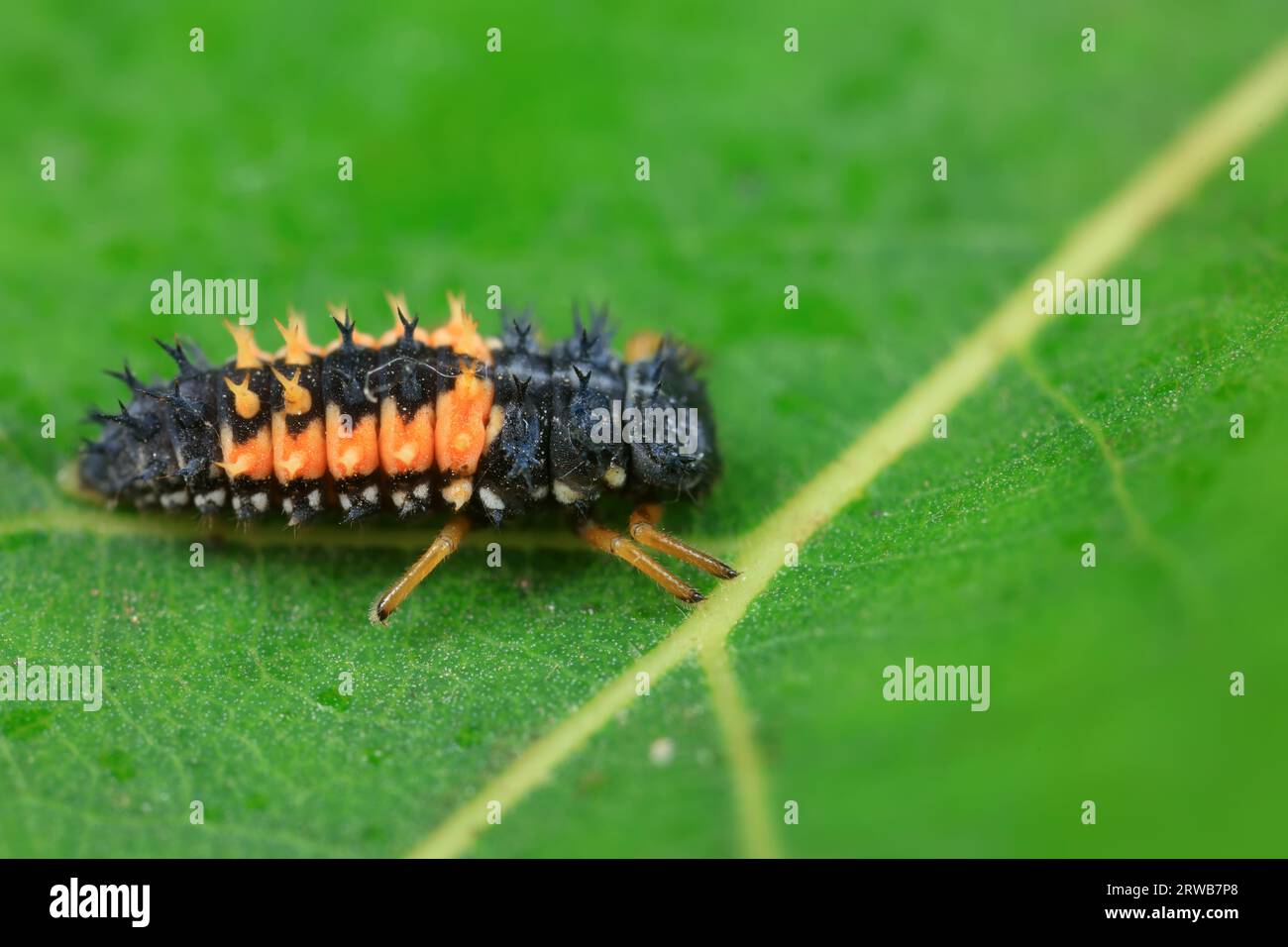 Ladybugs on wild plants, North China Stock Photo - Alamy