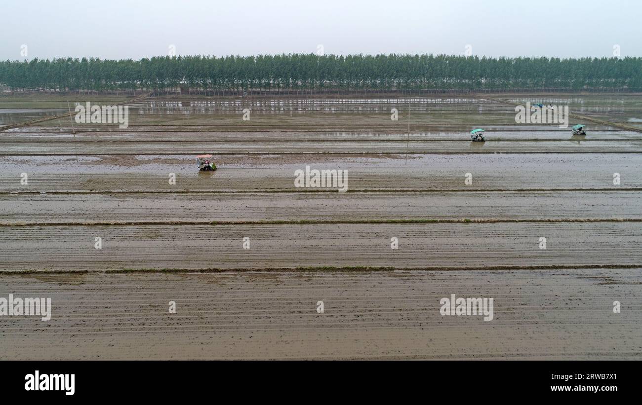 Transplanter plant rice hi-res stock photography and images - Alamy
