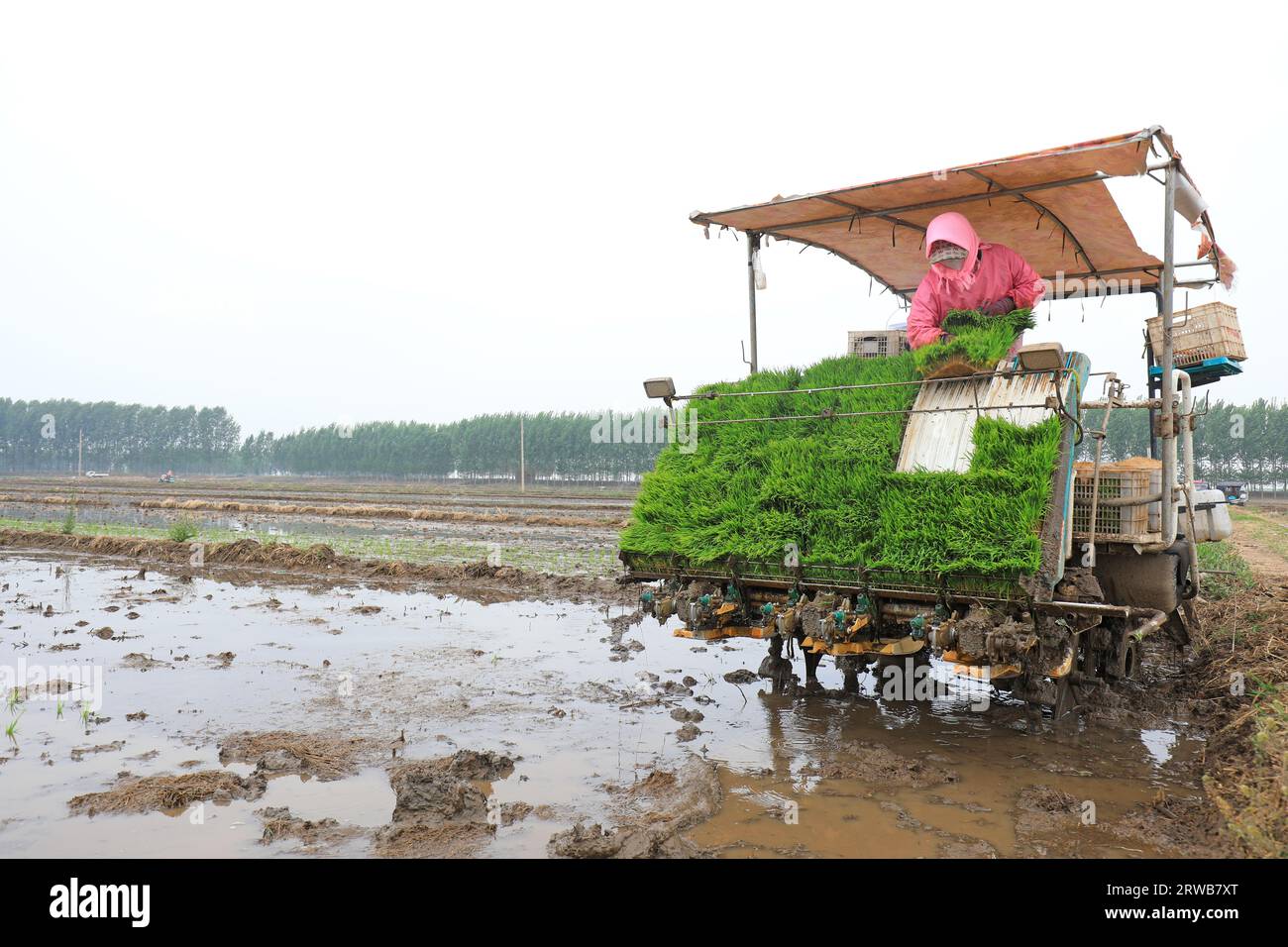 LUANNAN COUNTY, China - May 14, 2021: Farmers use rice transplanters to ...