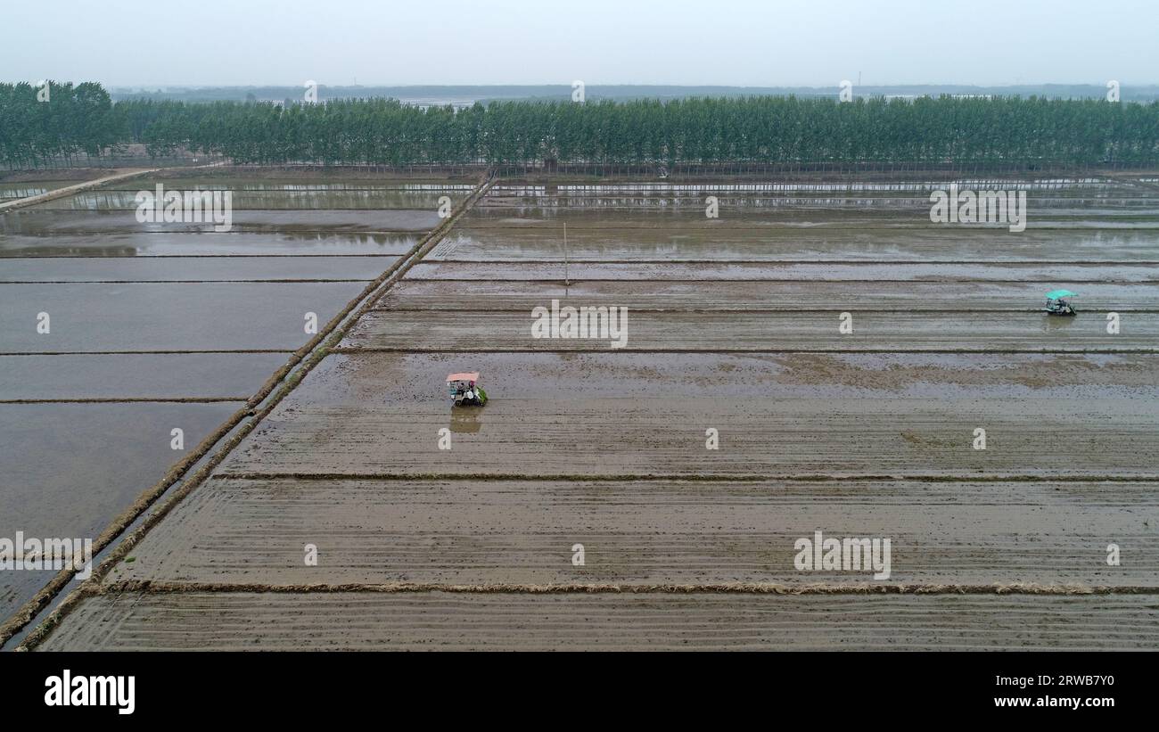 Farmers use rice transplanters to grow rice on farms in North China ...