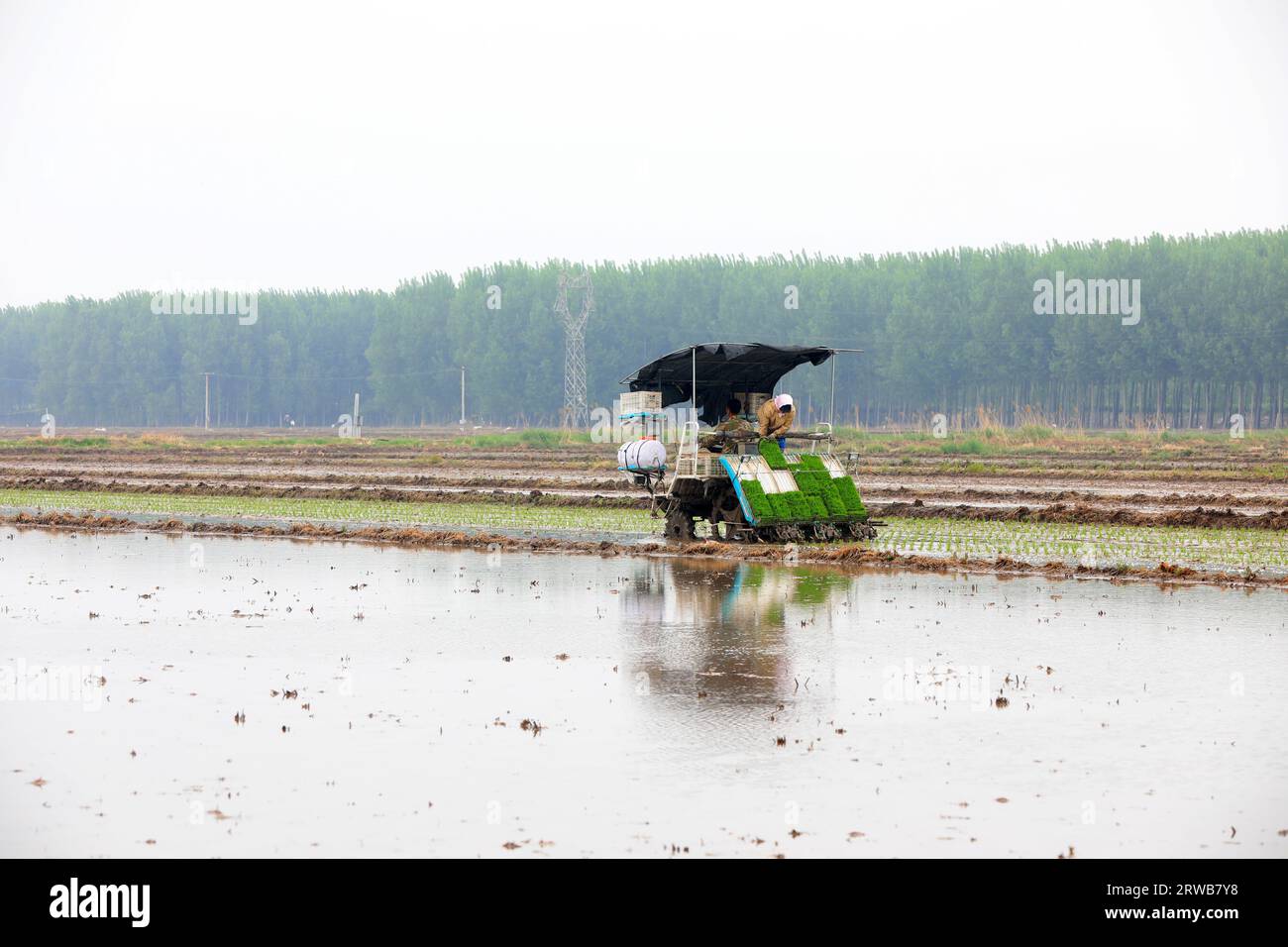 LUANNAN COUNTY, China - May 14, 2021: Farmers use rice transplanters to ...